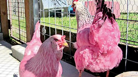 pink chickens