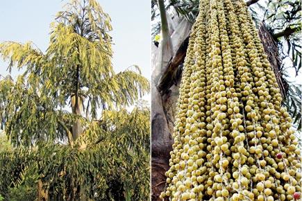 Anand Pendharkar: Tales of Palms