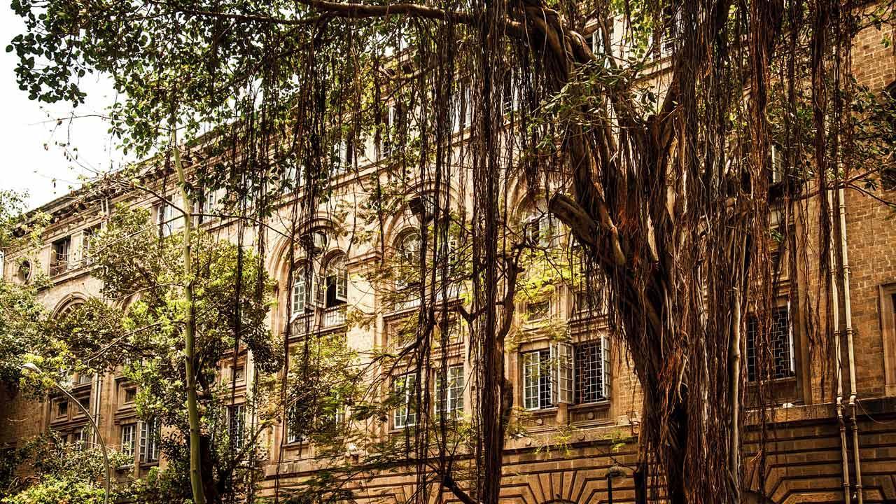 From now on, BMC will only plant trees native to Mumbai