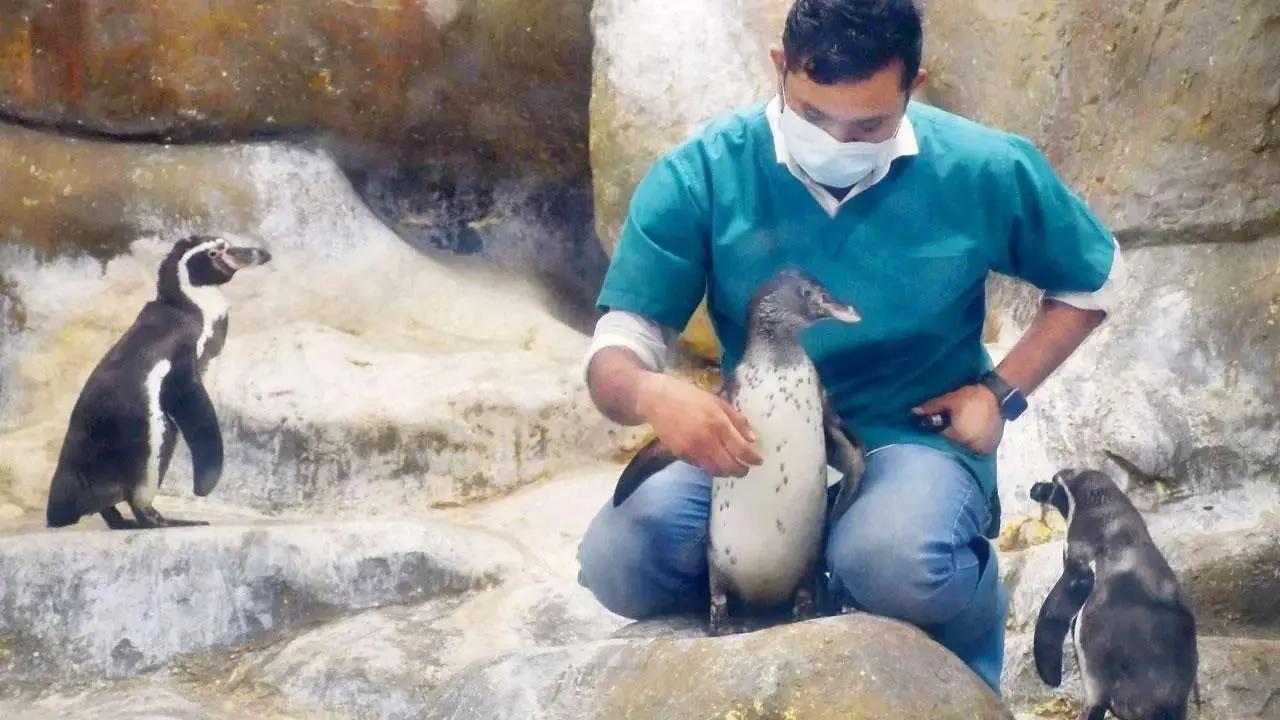 Mumbai: BMC christens three penguin chicks at Byculla Zoo Mumbai: BMC christens three penguin chicks at Byculla Zoo