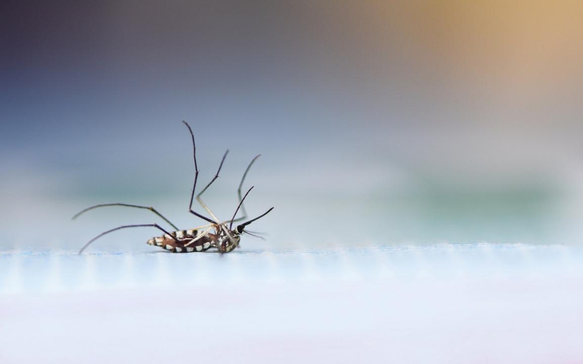 Mumbai: Undertrial gangster brings bottle filled with dead mosquitoes ...