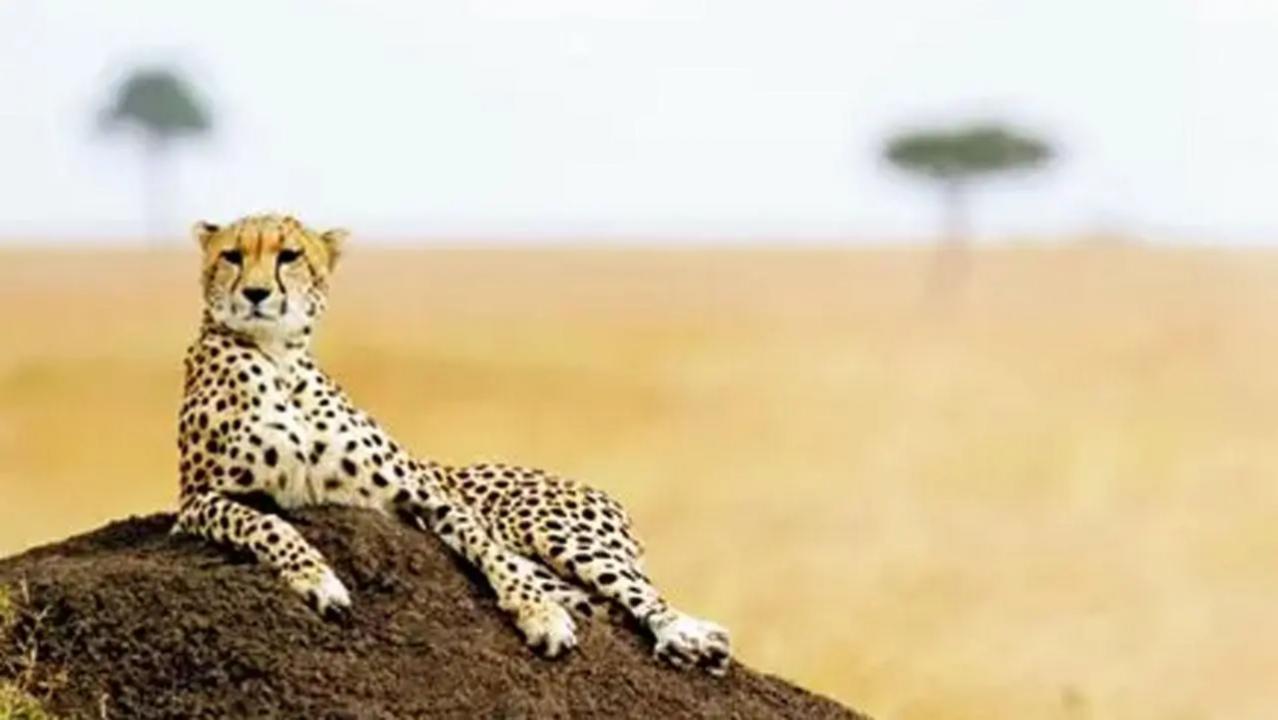 PM Modi releases 8 cheetahs in MP’s Kuno National Park