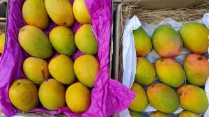 Mumbai Mango Hunt: How to identify good mangoes from the rotten ones?
