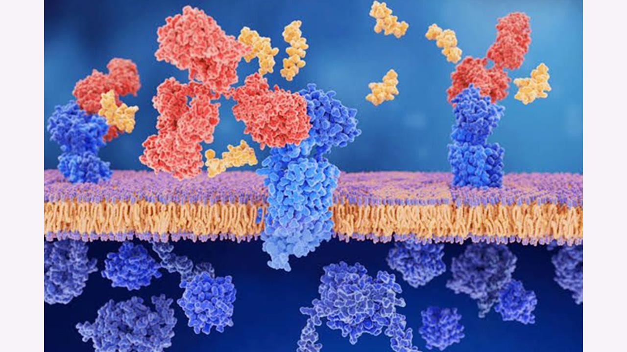 How To Create A Peptide Protocol
