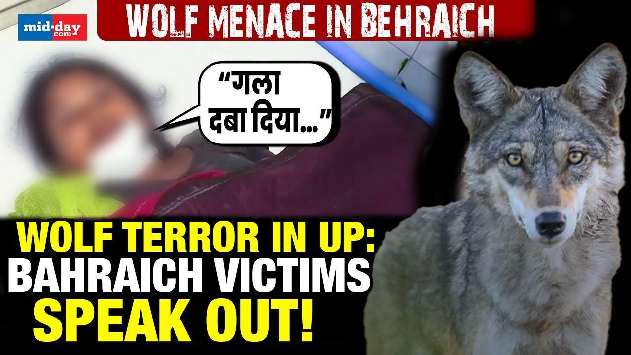 UP wolf terror: Victims in Bahraich recount horrifying attack by man ...