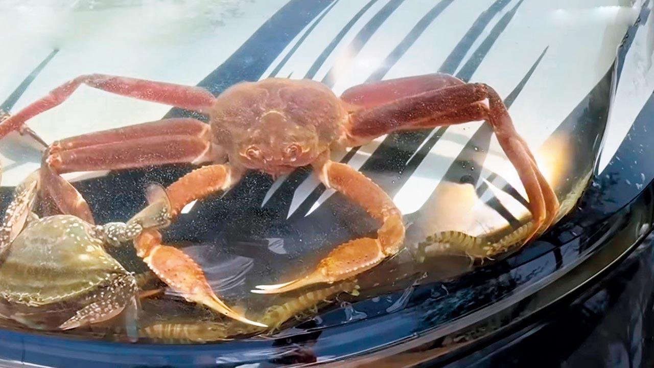 Chinese car hood with live fish sparks animal cruelty outrage