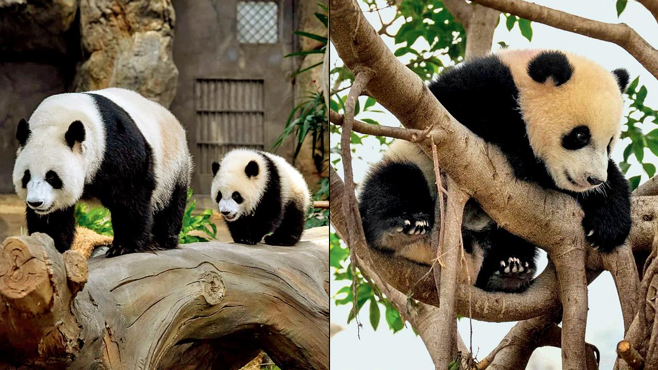Meet Hong Kong’s baby pandas ‘Jia Jia’ and ‘De De’