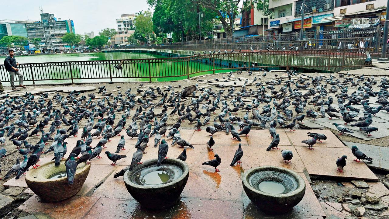 Controlled pigeon feeding to be allowed for two hours at four Mumbai ...