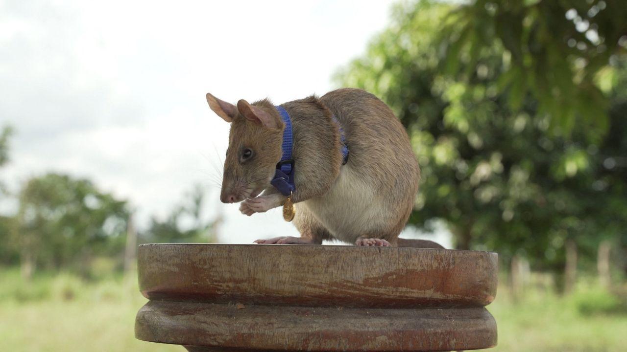 The Hero Rat: Cambodia honours Magawa with statue in Siem Reap; here's ...