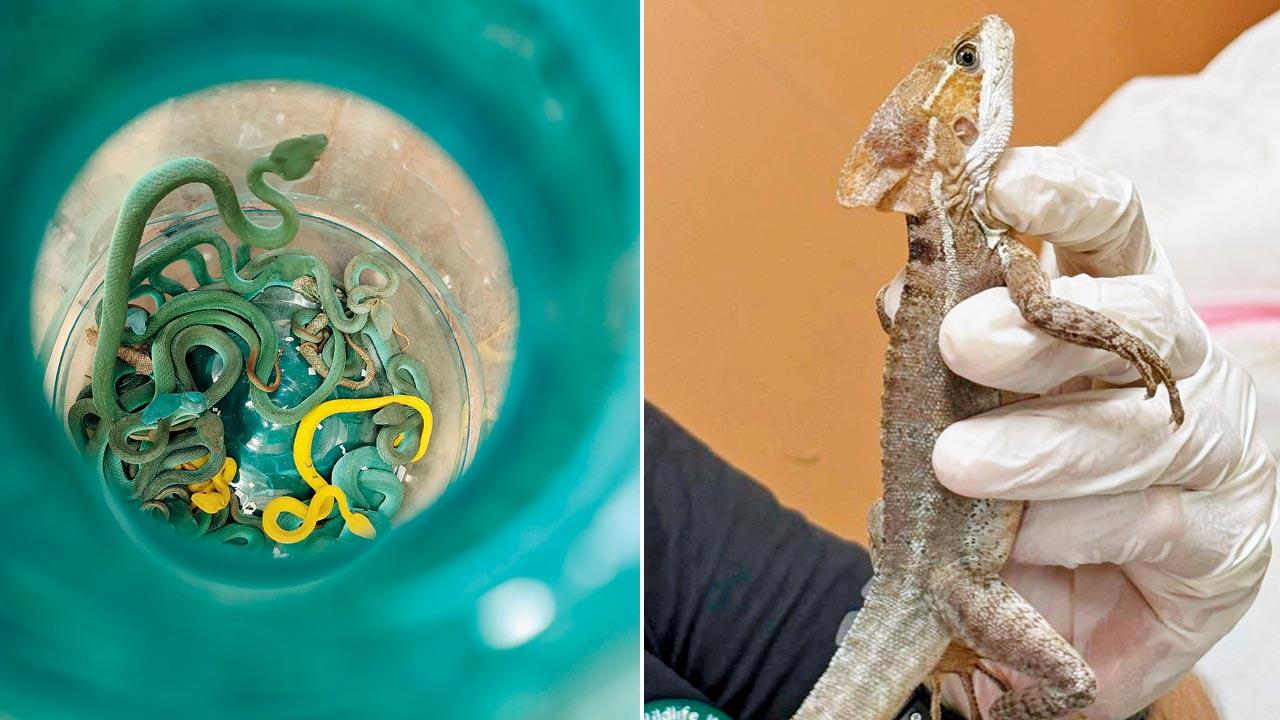 Wildlife trafficking alert: Bengaluru airport bust sparks investigation ...