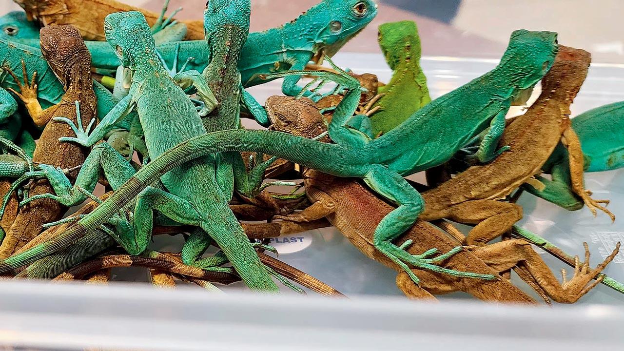 Wildlife trafficking alert: Bengaluru airport bust sparks investigation ...