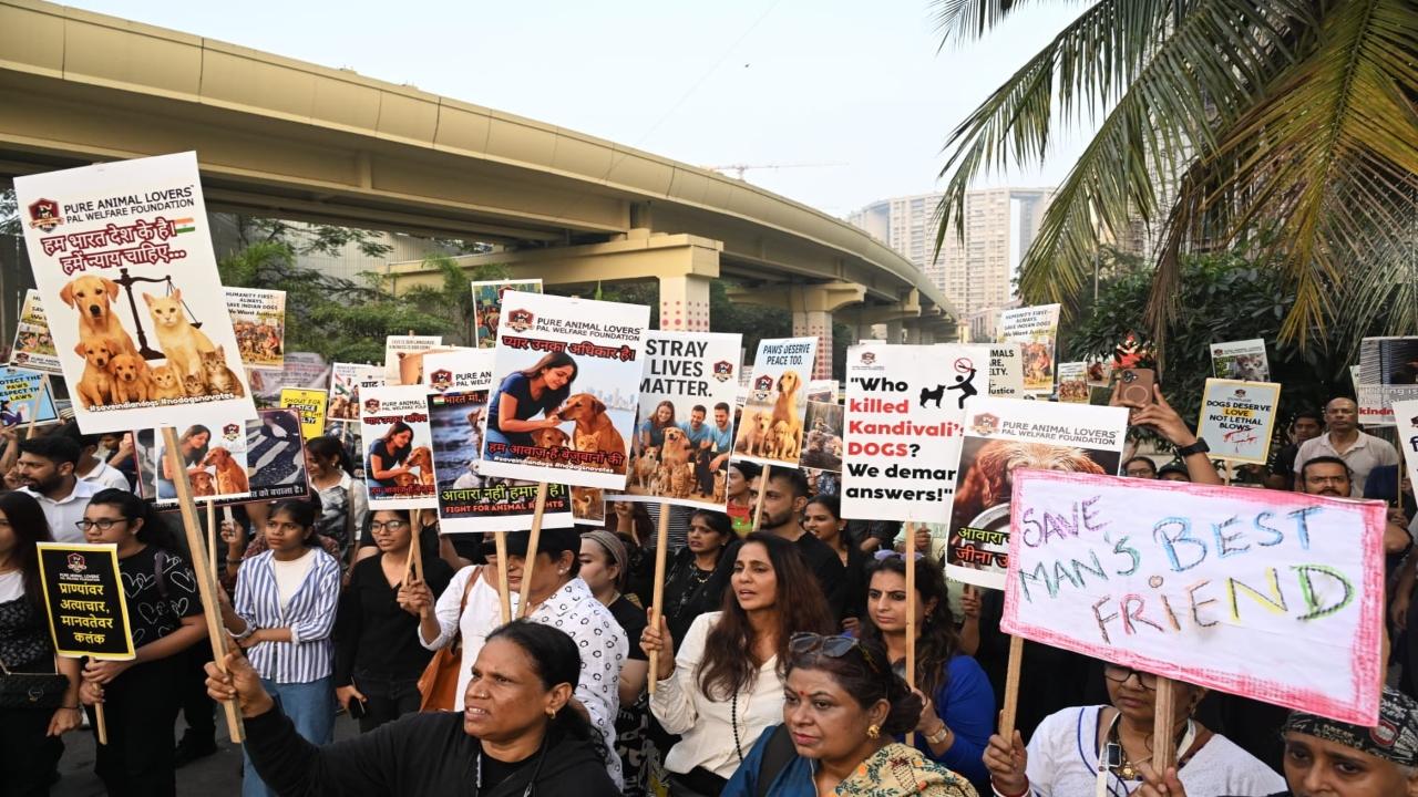 IN PHOTOS: Supreme Court order on stray dogs: Activists, citizens in ...