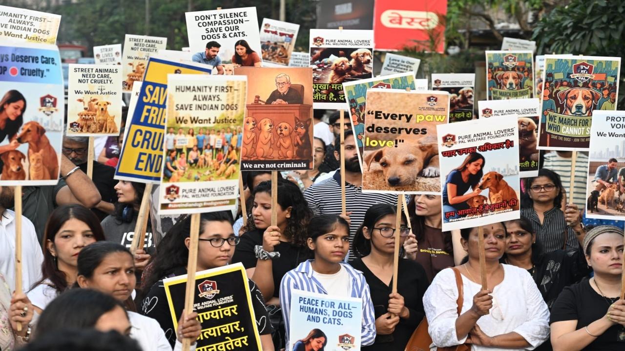 IN PHOTOS: Supreme Court order on stray dogs: Activists, citizens in ...