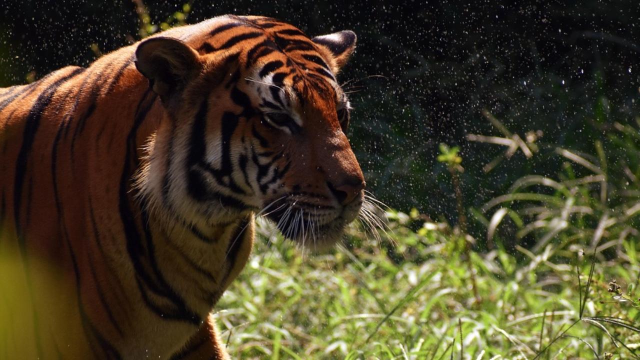In photos: Tigress Tara spotted on Chandoli safari route at Sahyadri ...