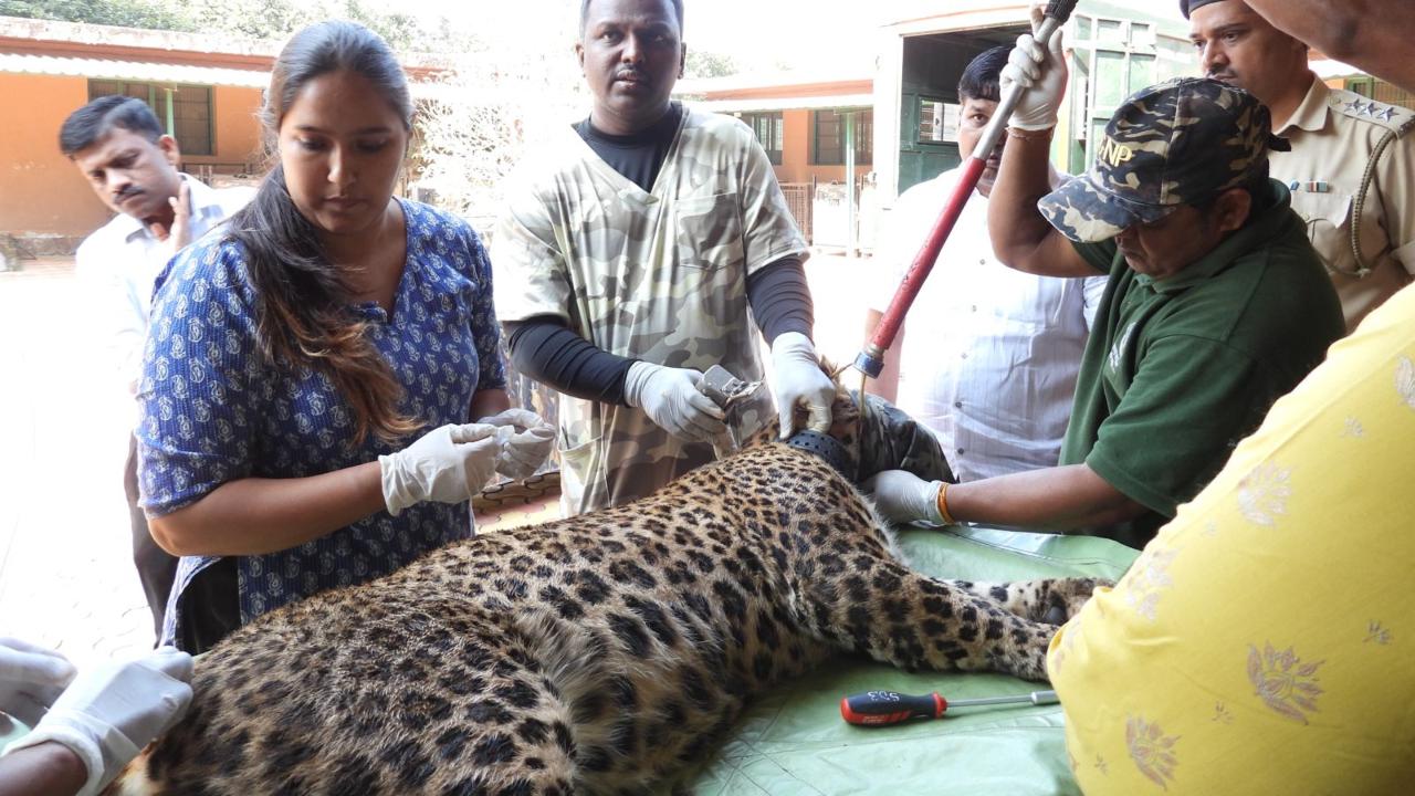 Bhayandar leopard attack: Leopard rescued from Bhayandar society ...