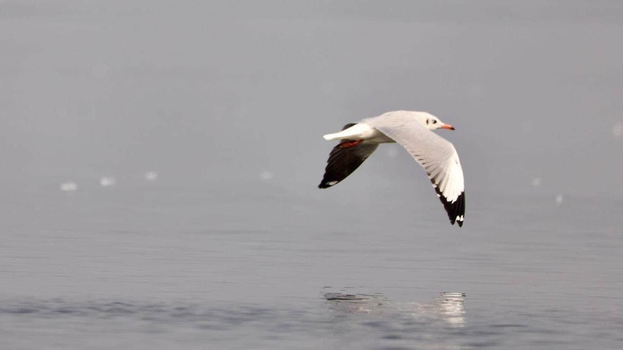 IN PHOTOS: Mangrove Cell conducts Asian waterbird census in Mumbai ...