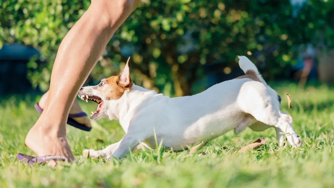 Stray dog on biting spree leaves around 60 injured in Madhya Pradesh's ...