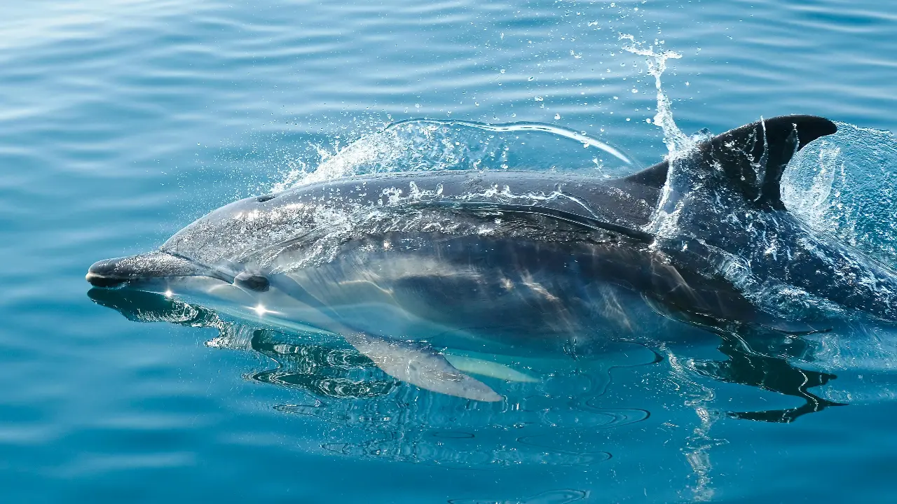 Know about India's first dolphin rescue ambulance and how it saved a ...