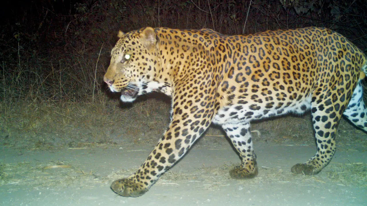 IN PHOTOS: Maharashtra launches first leopard census in Junnar's non ...