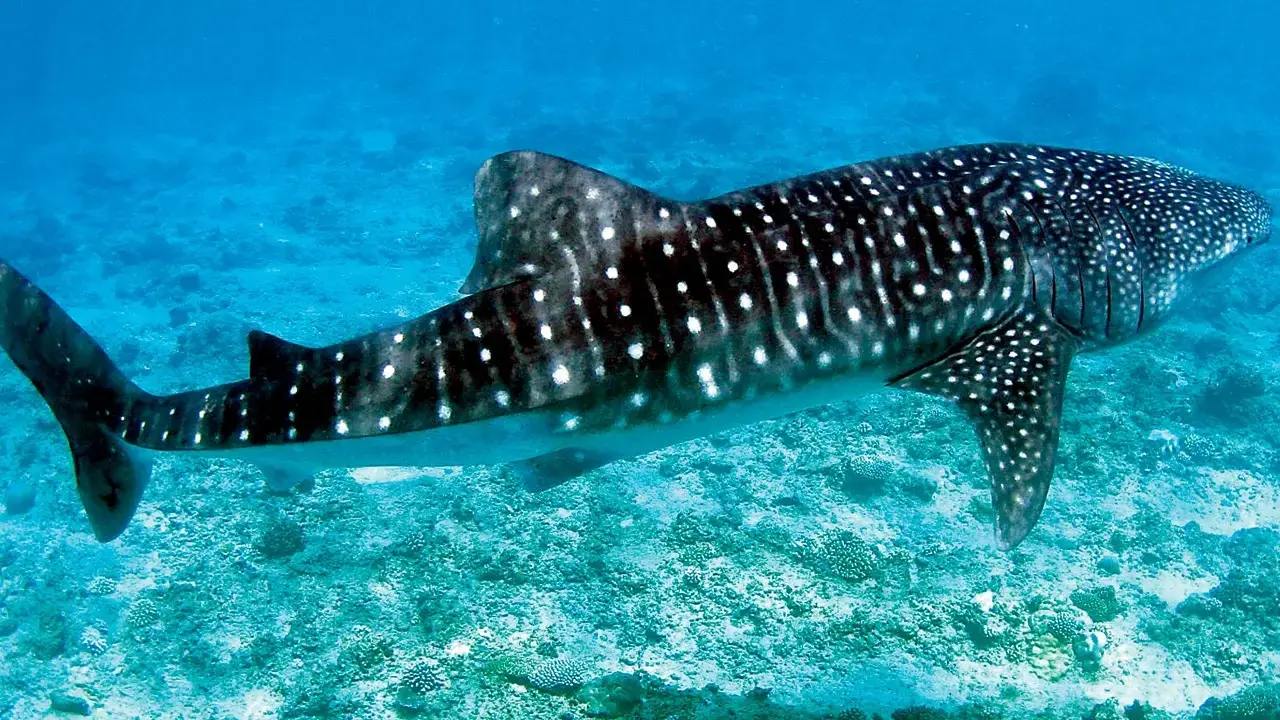 PHOTOS|World Ocean Day 2026: Explore these 3 hidden conservation ...