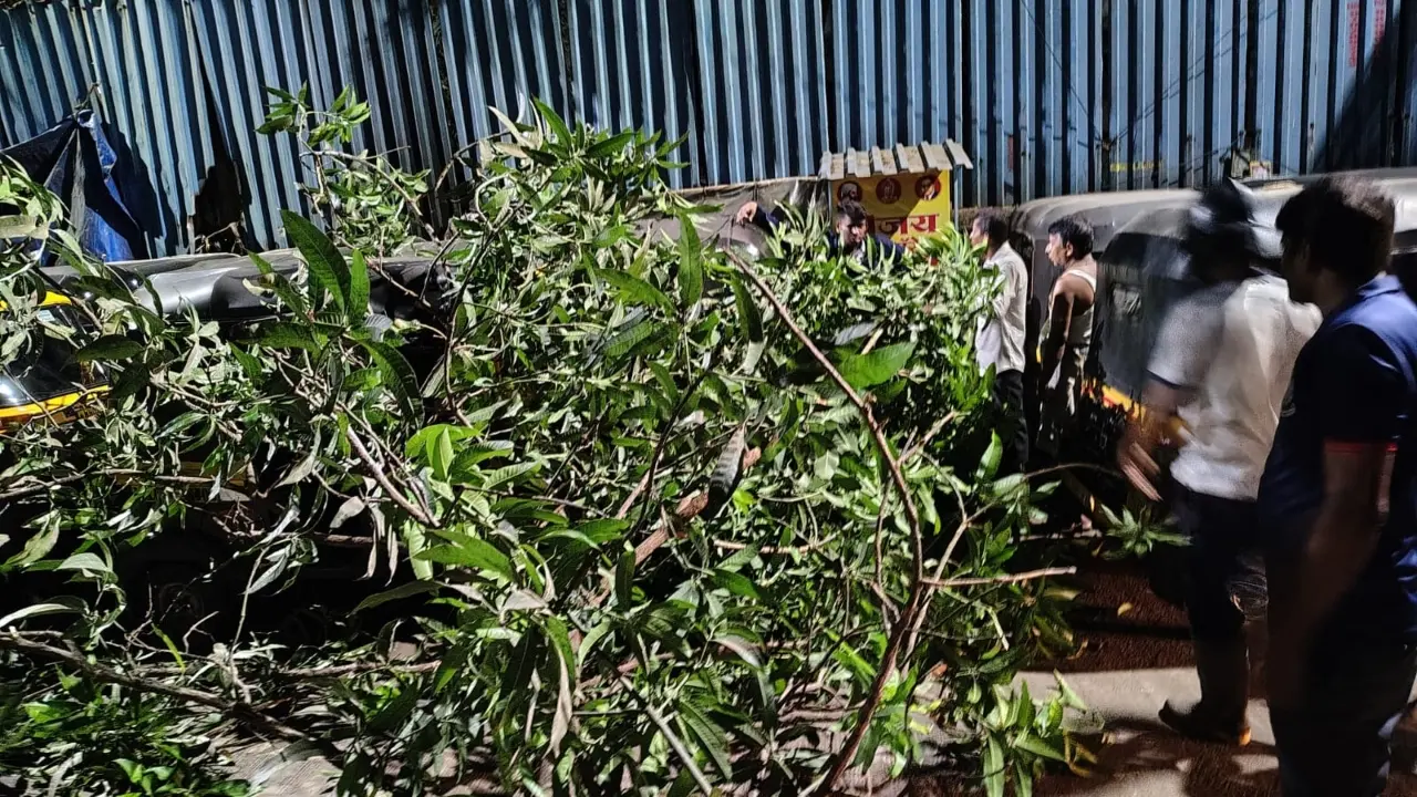 IN PHOTOS: Auto-rickshaws damaged after tree falls in Maharashtra's Thane