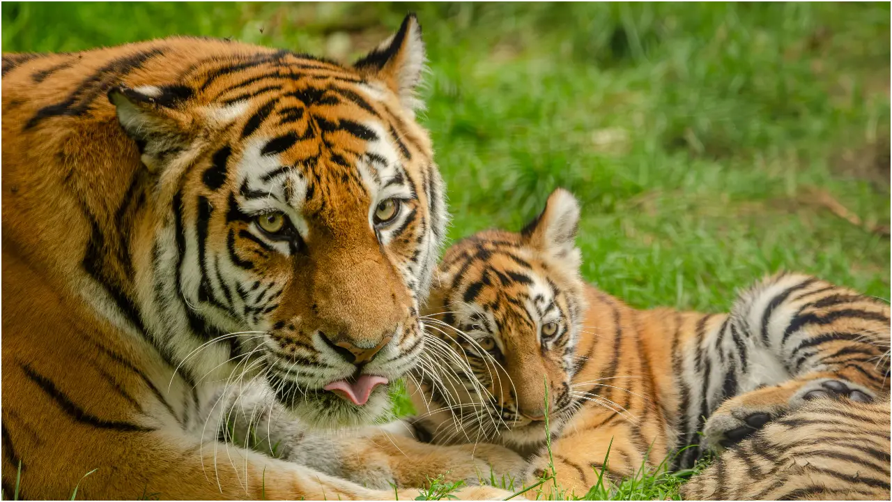 UP's Amangarh Tiger Reserve extends tourism season by 15 days,allows ...