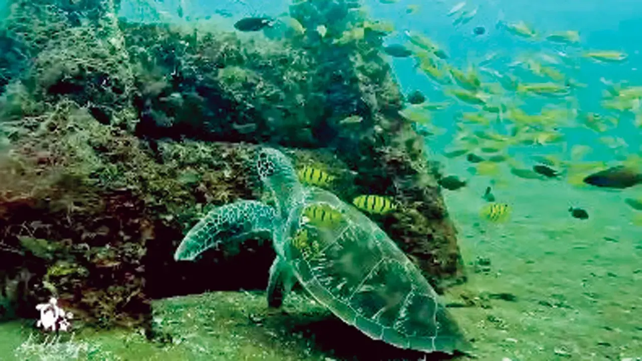 PHOTOS|World Ocean Day 2026: Explore these 3 hidden conservation ...