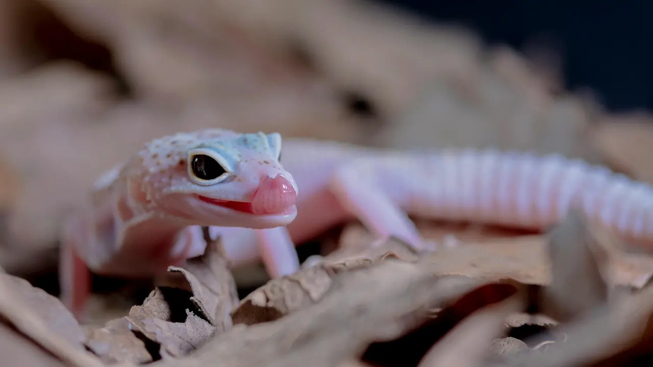 Meet the bent-toed gecko, the new species of gecko discovered in Assam ...