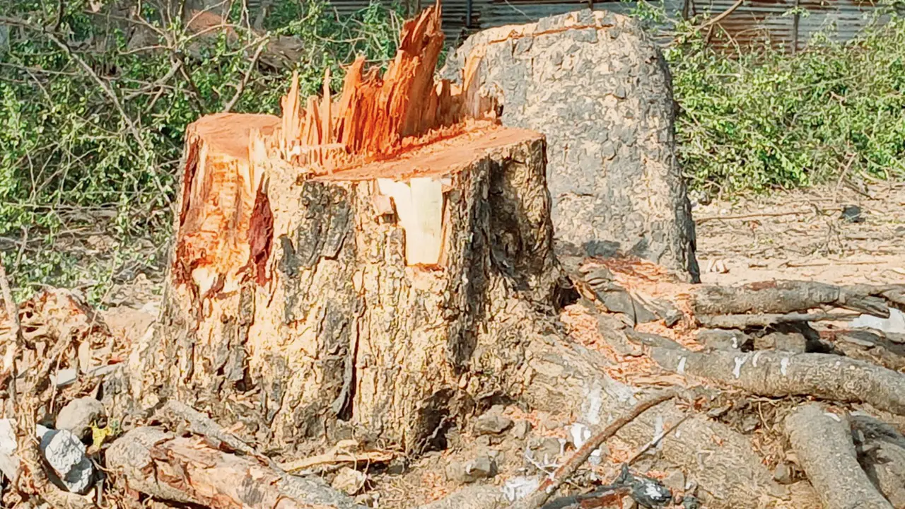 mid-day Opinion: Replant trees only if chopping can’t be avoided