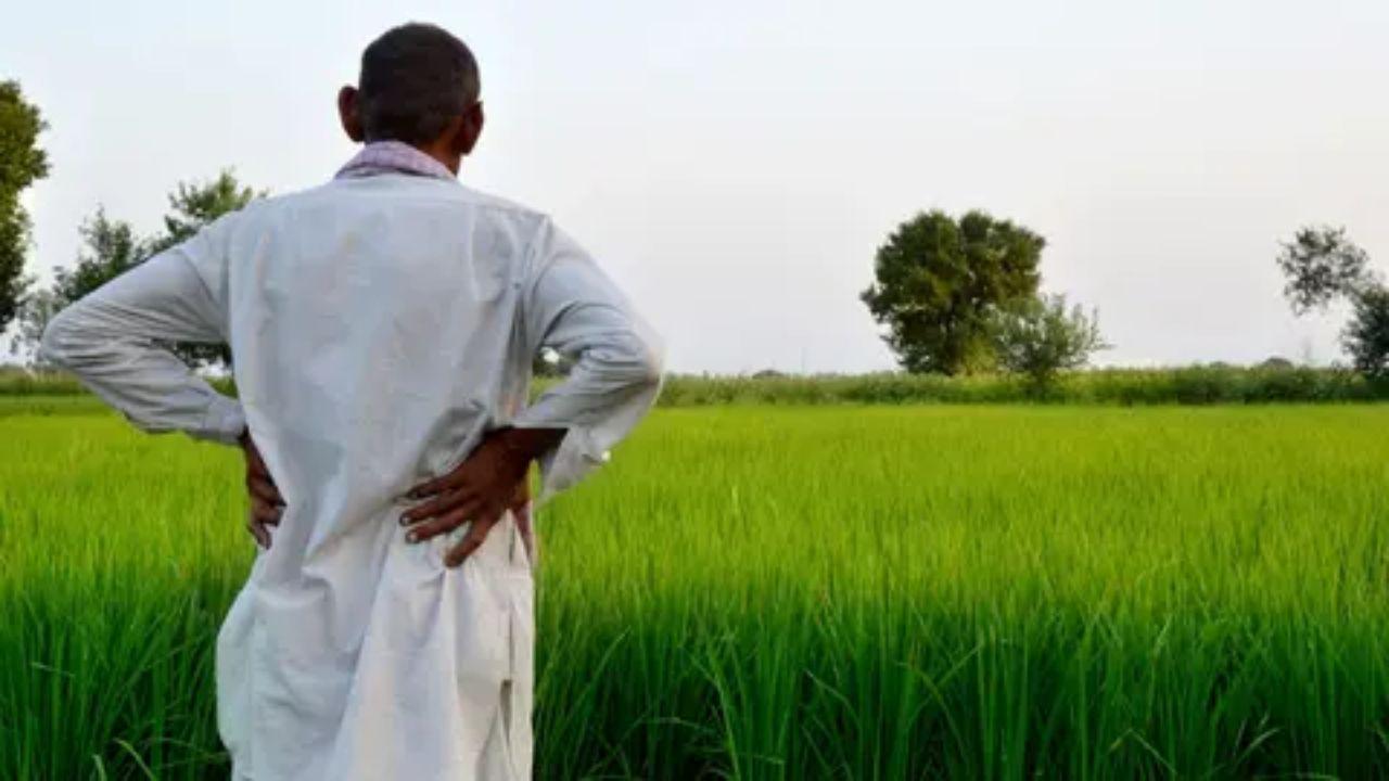 Surat farmer gives up chemical fertilisers, earns lakhs through natural ...