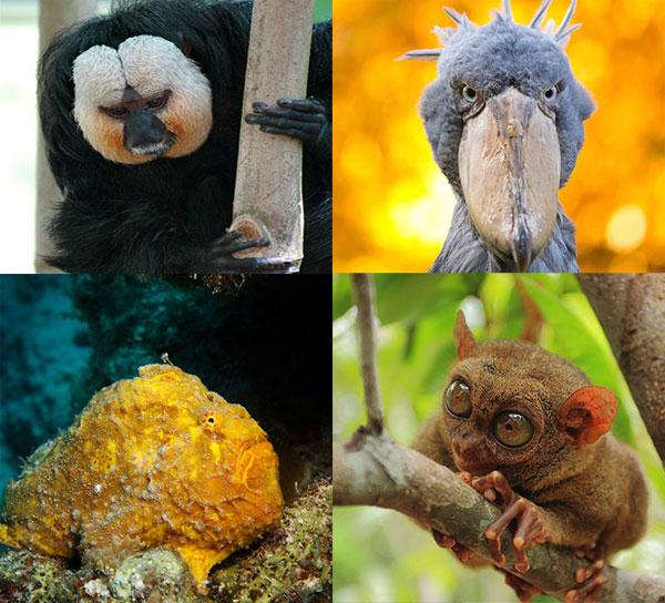 Top 5 Weirdest Animals On Earth at Elijah Gannon blog